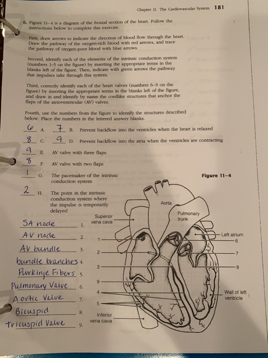 12 Chapter 11 The Cardiovascular System Figure 11 10 Answers BikTimothy