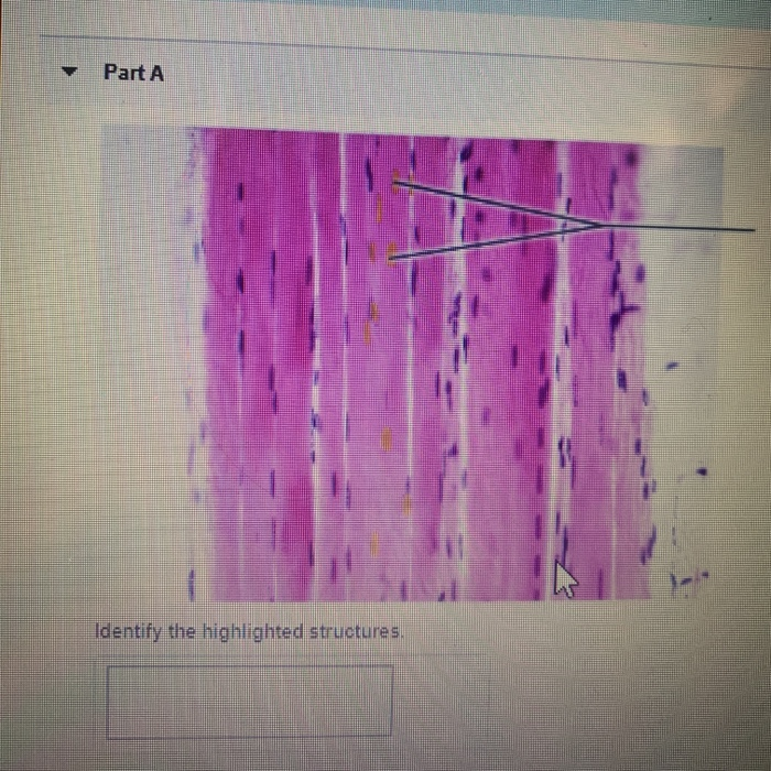 Solved Part A Identify the highlighted structures. | Chegg.com
