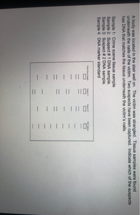 Solved Procedure Ecor1 Is A Restriction Enzyme Which Is