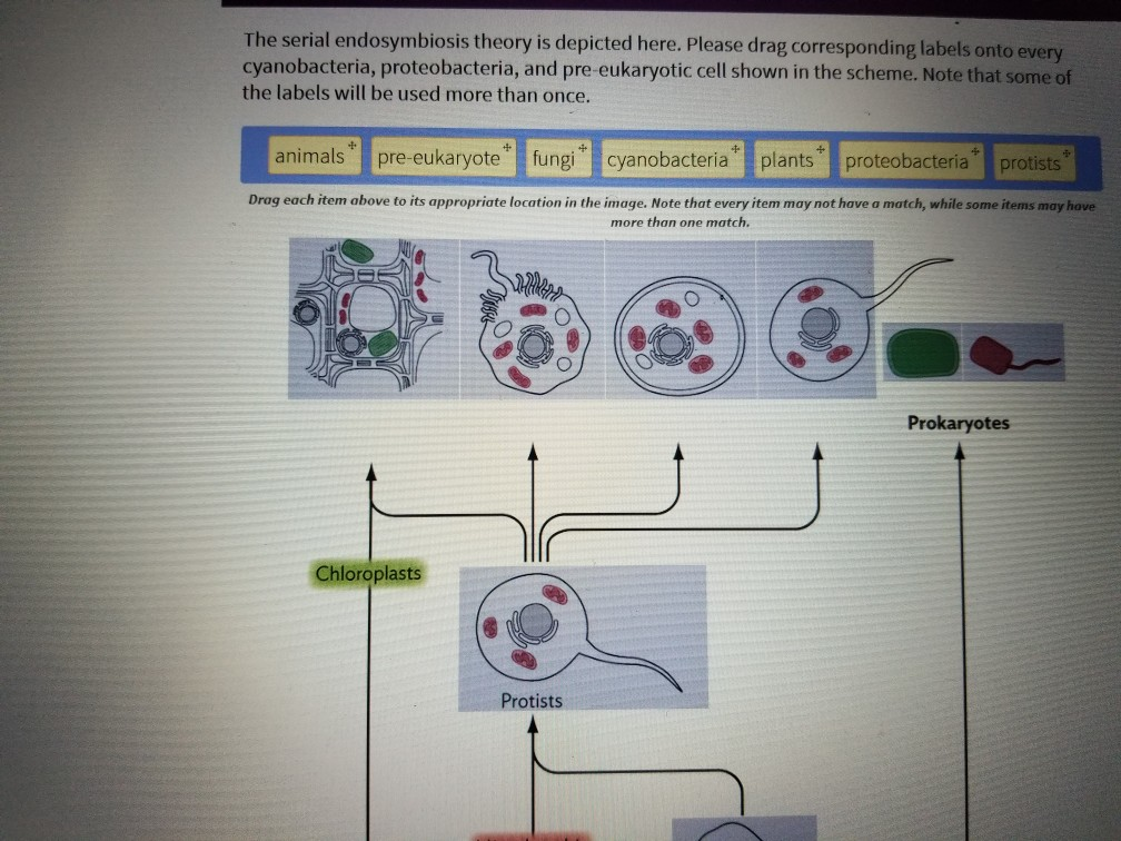 Solved The serial endosymbiosis theory is depicted here. | Chegg.com