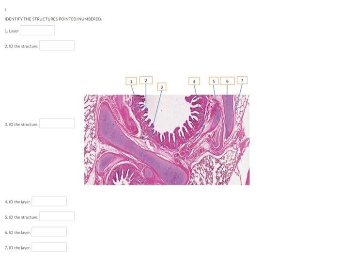 Solved IDENTIFY THE STRUCTURES POINTED/NUMBERED 1. Layer 2. | Chegg.com