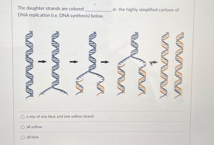 Solved The daughter strands are colored in the highly | Chegg.com