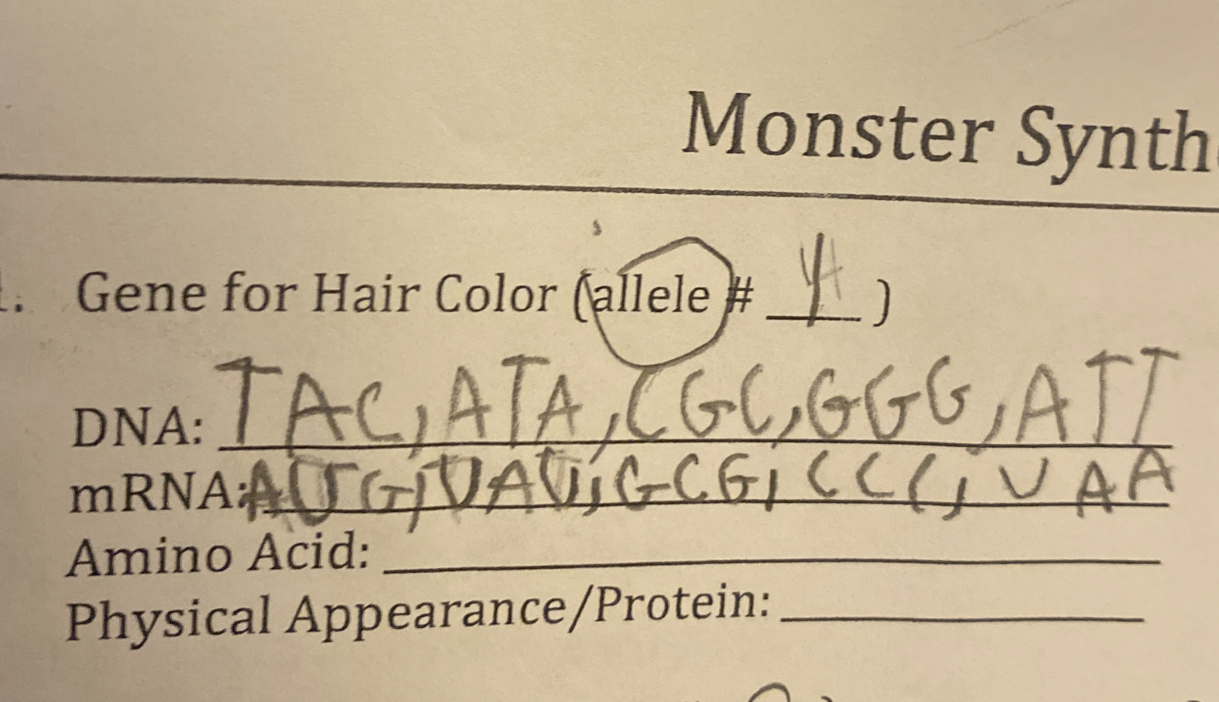 Solved Monster SynthGene for Hair Color (allele# I )DNA: | Chegg.com