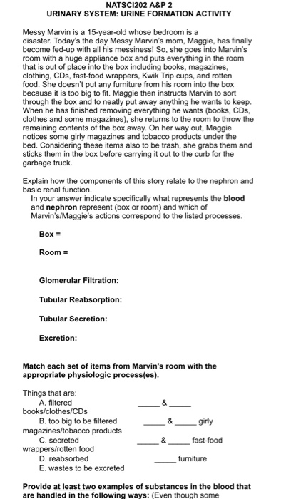 Solved NATSC1202 A&P 2 URINARY SYSTEM: URINE FORMATION | Chegg.com
