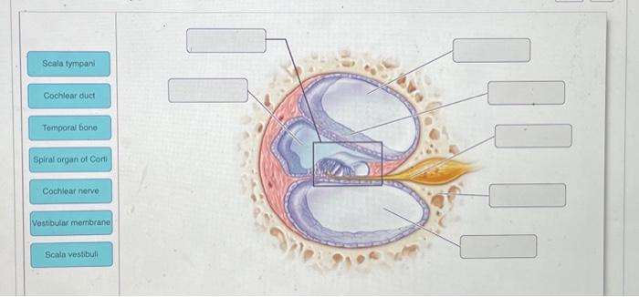 Solved Scala tympani Cochlear duct Temporal bone Spiral | Chegg.com