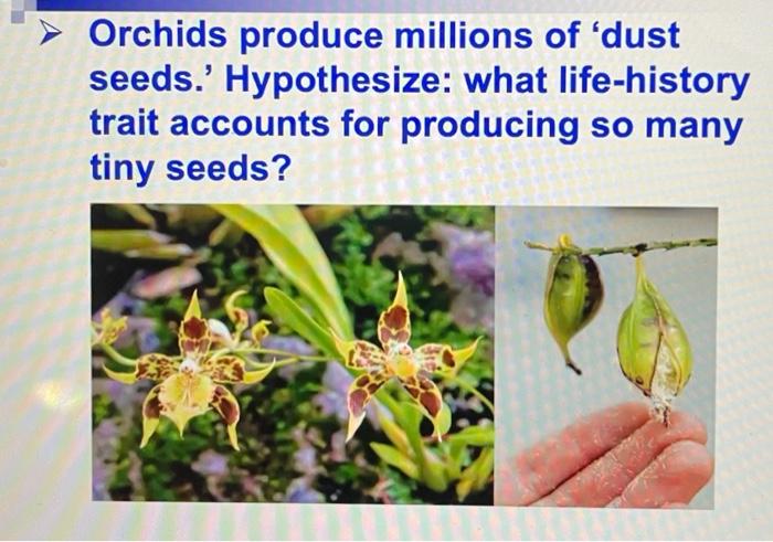 Solved Orchids produce millions of dust seeds.' Hypothesize: | Chegg.com