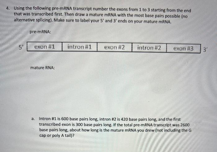 Solved 4. Using the following pre-mRNA transcript number the | Chegg.com