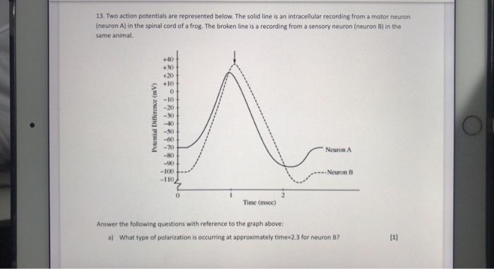 Solved 13. Two action potentials are represented below. The | Chegg.com