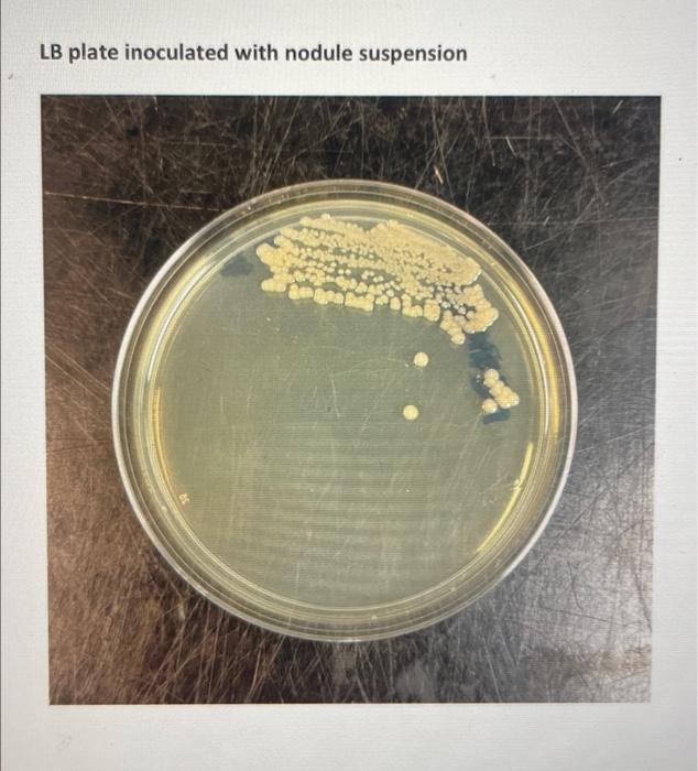 Solved 1. Describe the morphology of the crushed nodules | Chegg.com