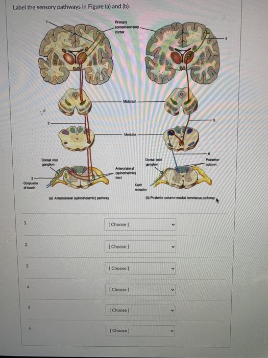 Solved Label the somatic sensory receptors in Figures (a) | Chegg.com