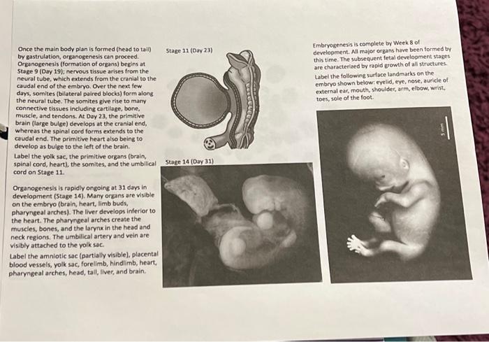 Once the main body plan is formed (head to tail) by | Chegg.com