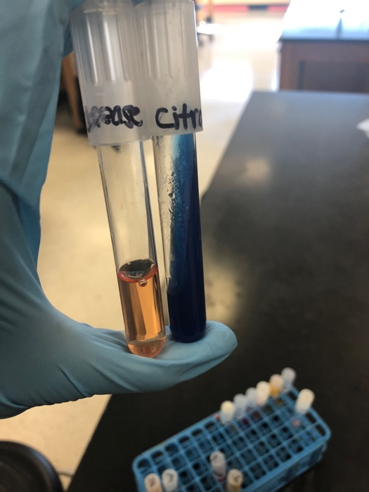 Solved I think my bacteria is enterobacter aerogenes/ k | Chegg.com