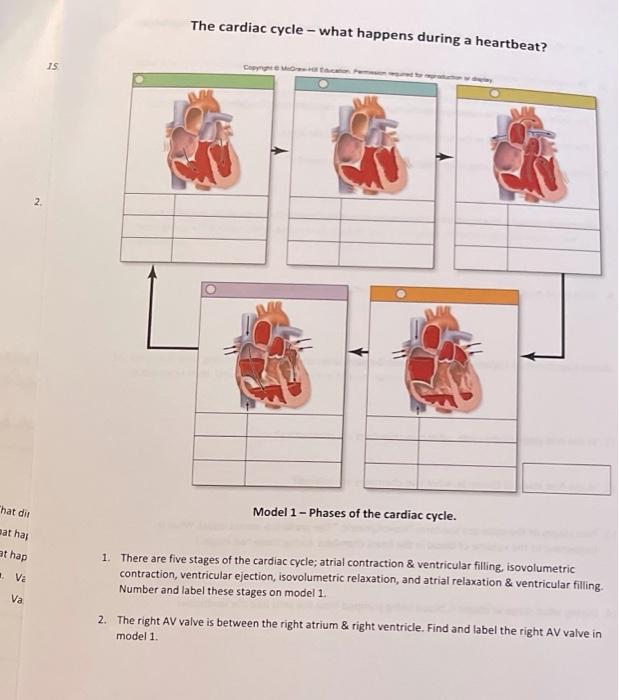 The cardiac cycle - what happens during a heartbeat? | Chegg.com