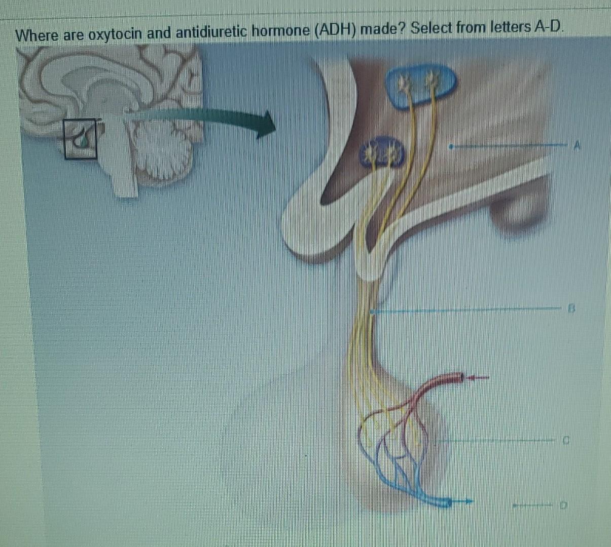 Solved Where are oxytocin and antidiuretic hormone (ADH) | Chegg.com