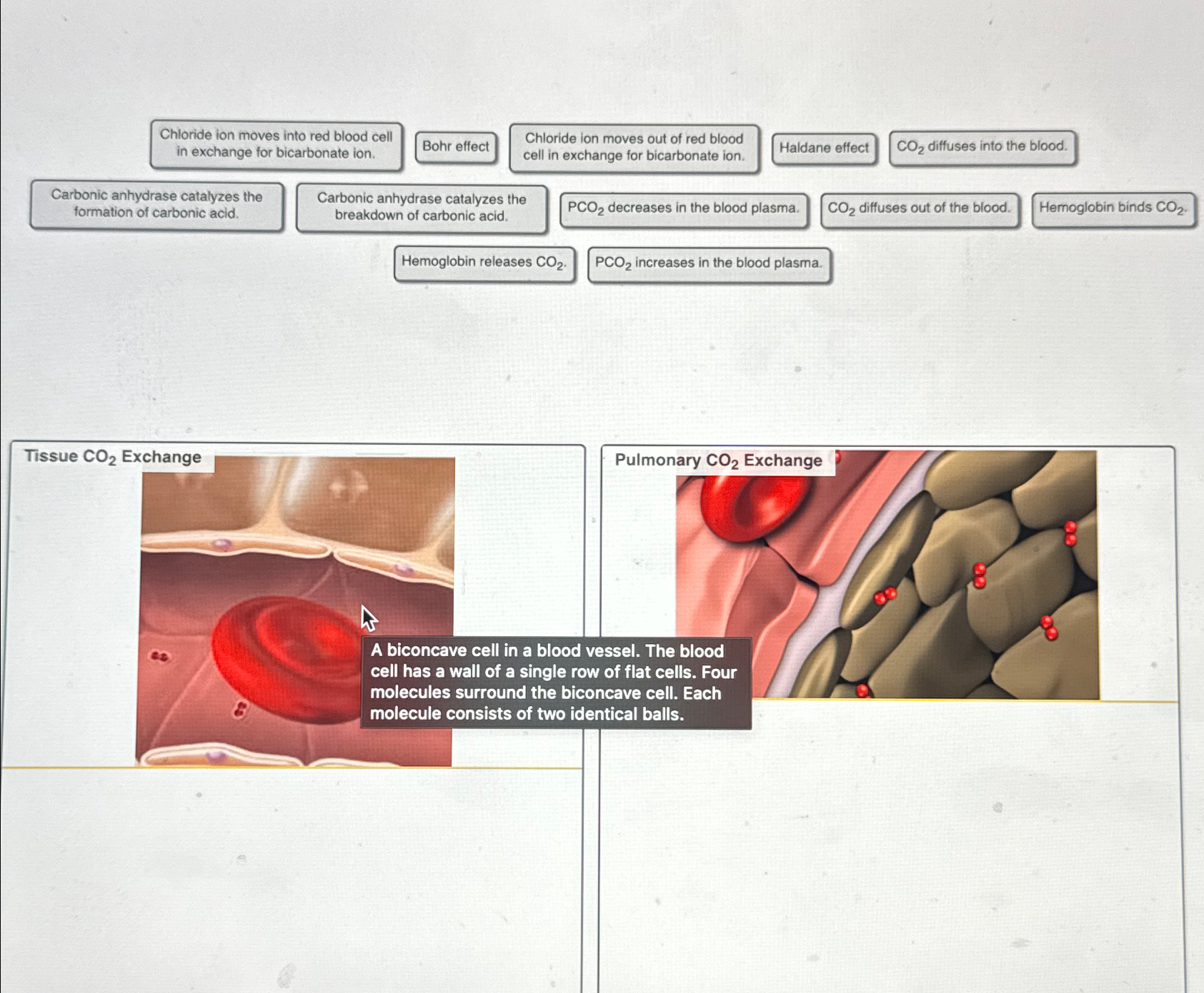 Solved Chloride ion moves into red blood cell Chloride ion | Chegg.com