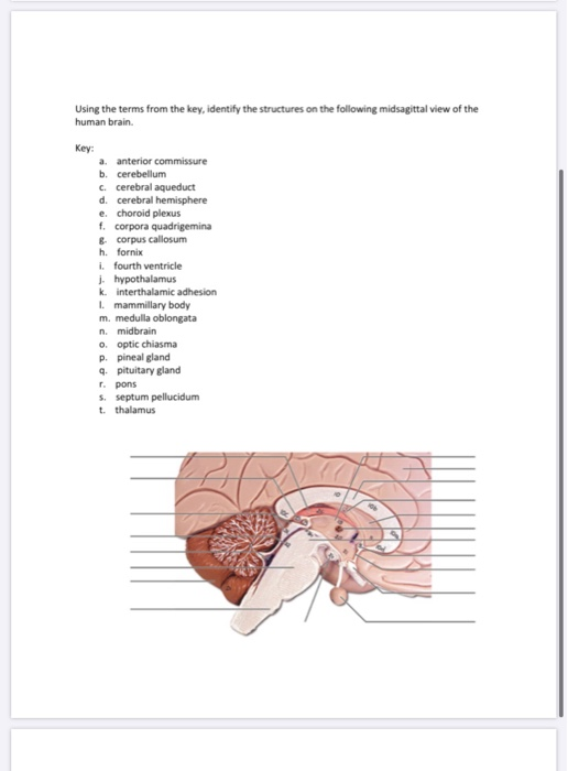Solved Using the terms from the key, identify the structures | Chegg.com