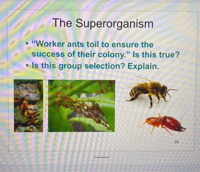Solved The Superorganism - "Worker ants toil to ensure the | Chegg.com