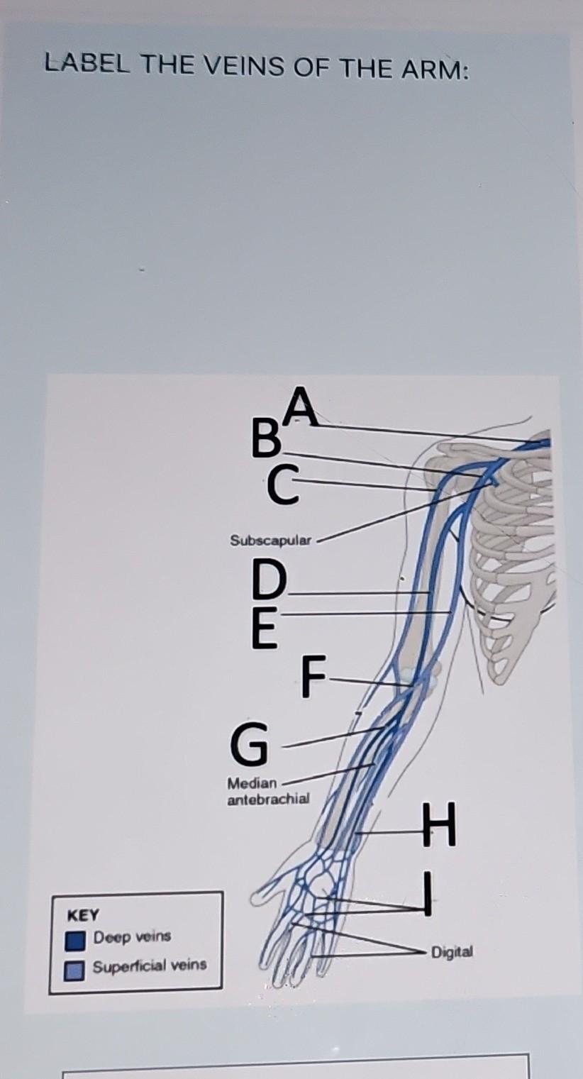 Solved LABEL THE VEINS OF THE ARM: D? Choose... A? | Chegg.com