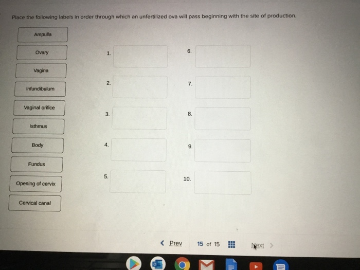 Solved Place the following labels in order through which an | Chegg.com