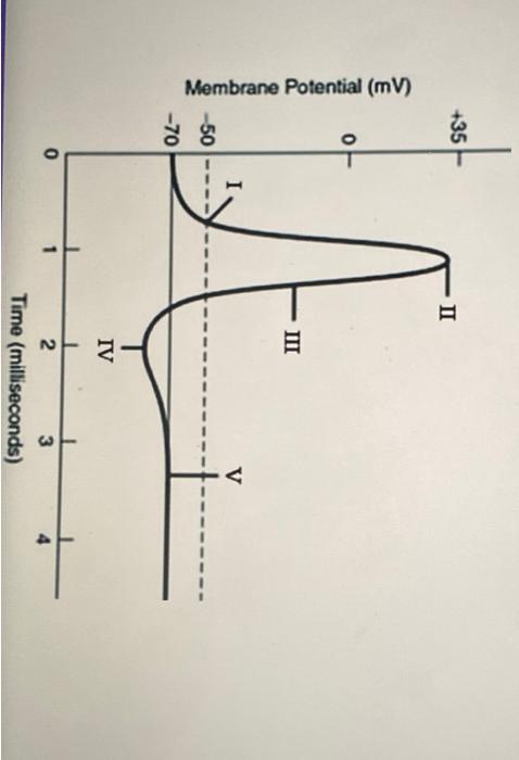 Solved The graph below shows the profile of an action | Chegg.com