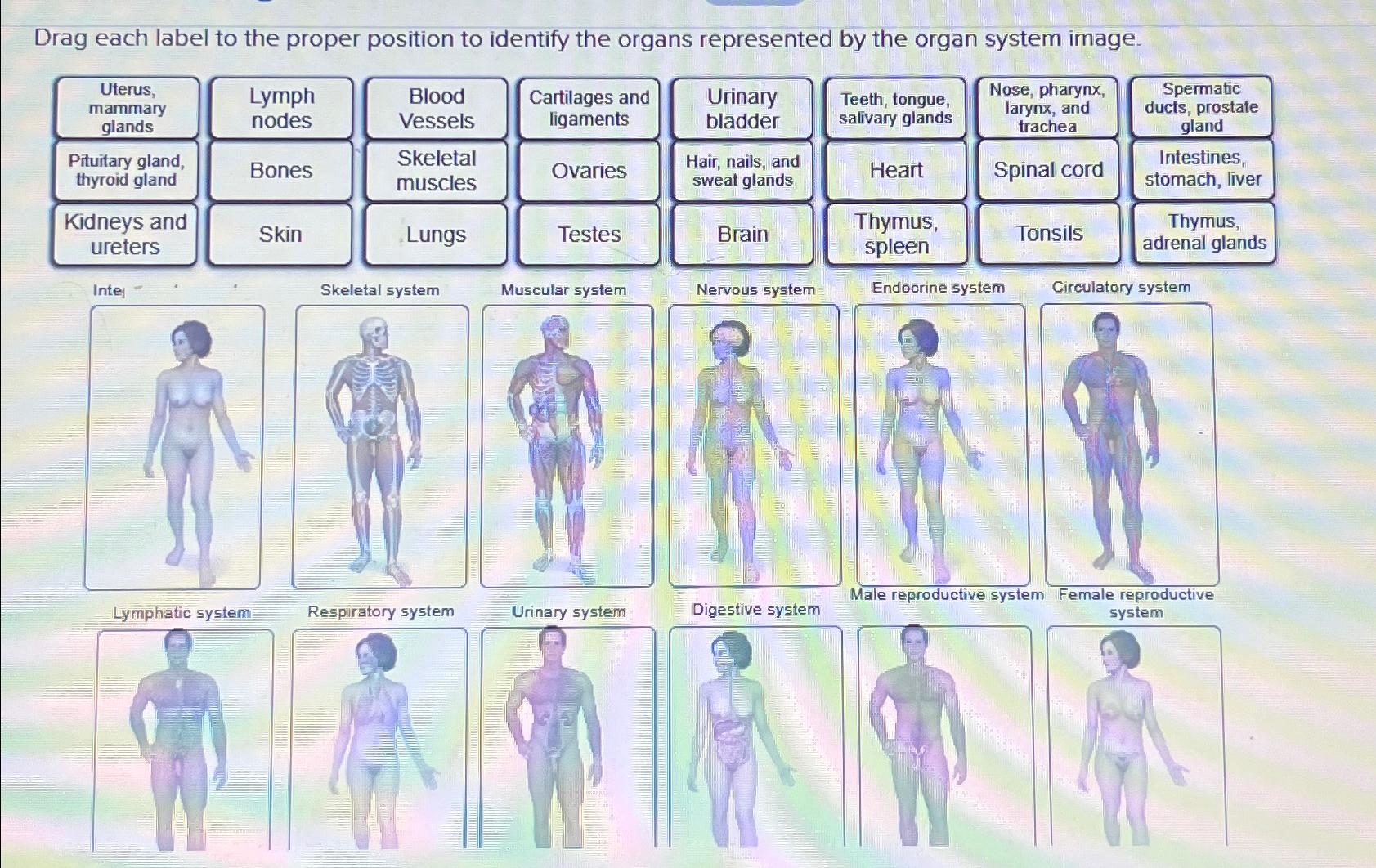 Solved Drag each label to the proper position to identify | Chegg.com