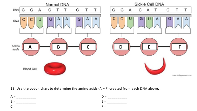 Solved use the codon chart to determine the amino acids | Chegg.com