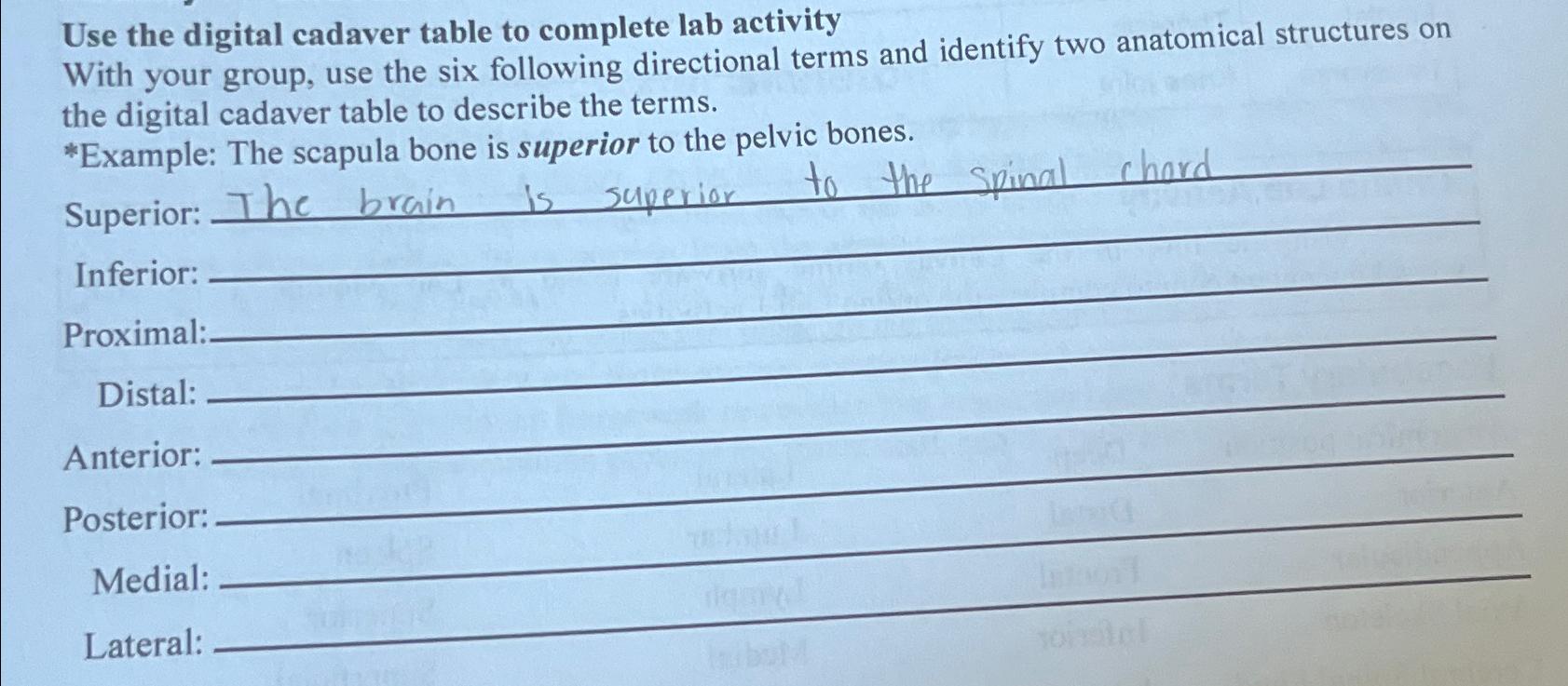 Solved Use the digital cadaver table to complete lab | Chegg.com