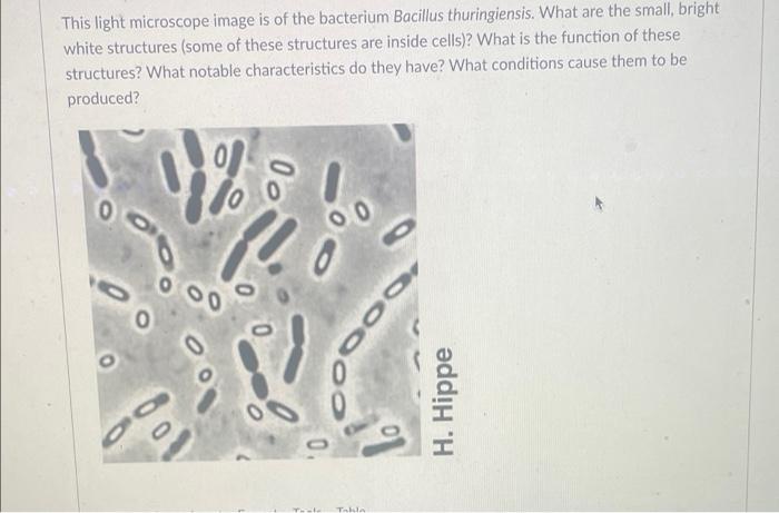 Solved This light microscope image is of the bacterium | Chegg.com