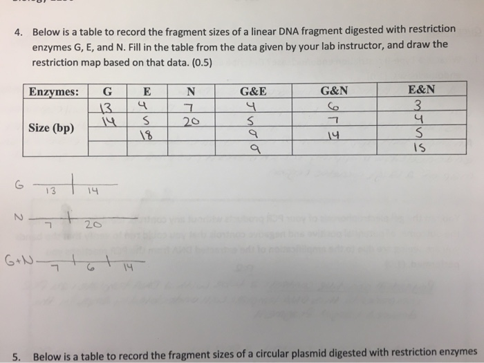 Solved Below is a table to record the fragment sizes of a | Chegg.com