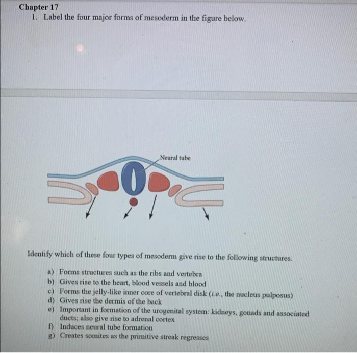 Solved Chapter 17 1. Label the four major forms of mesoderm | Chegg.com