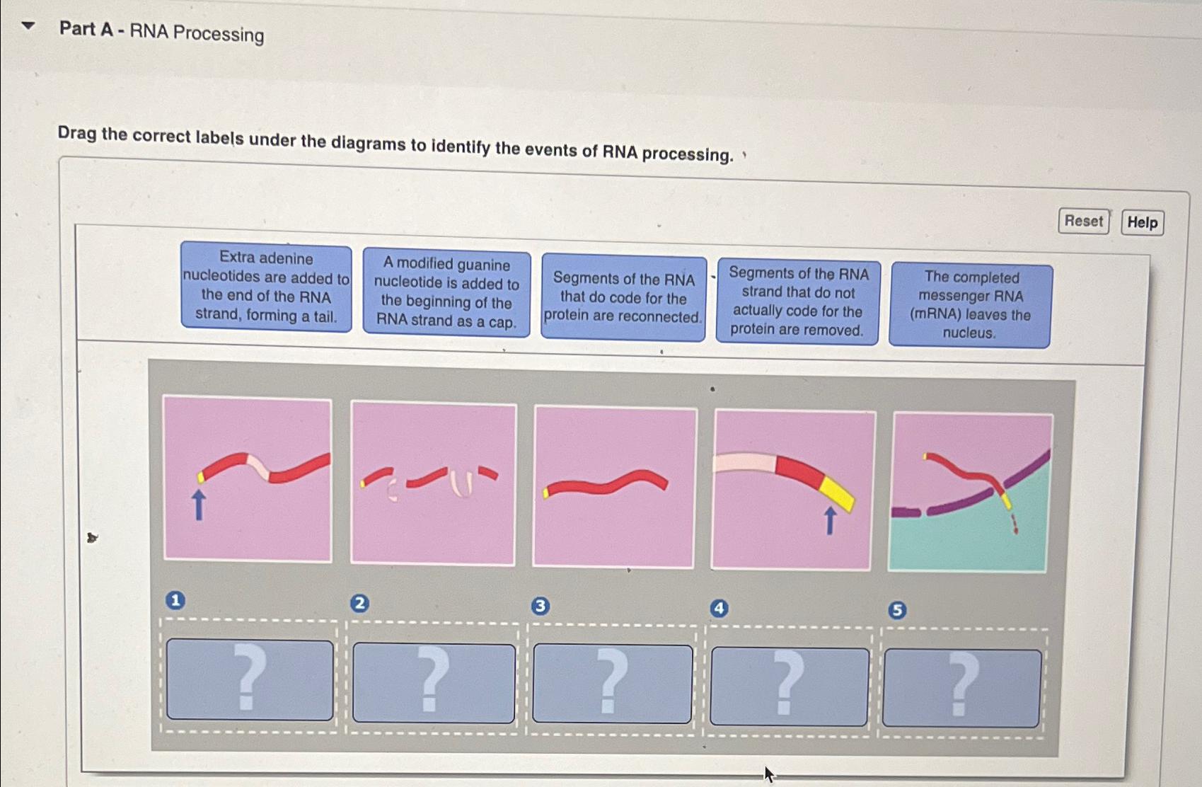Solved Part A - RNA ProcessingDrag the correct labels under | Chegg.com Solved Part A - RNA ProcessingDrag the correct labels under | Chegg.com