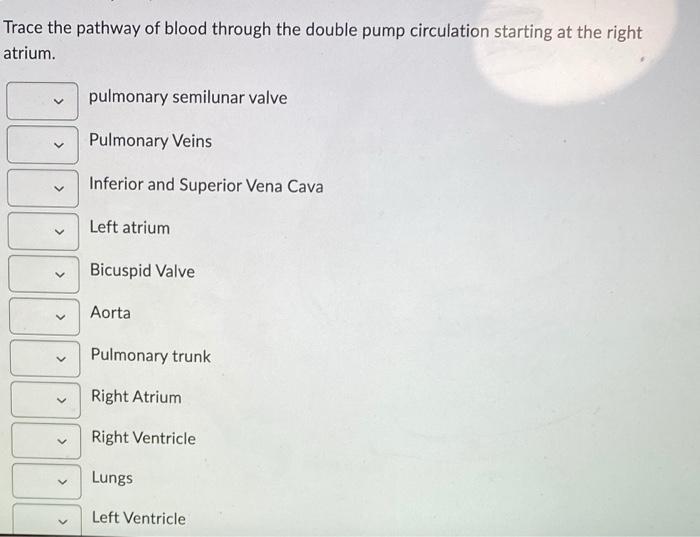 Solved Trace the pathway of blood through the double pump | Chegg.com