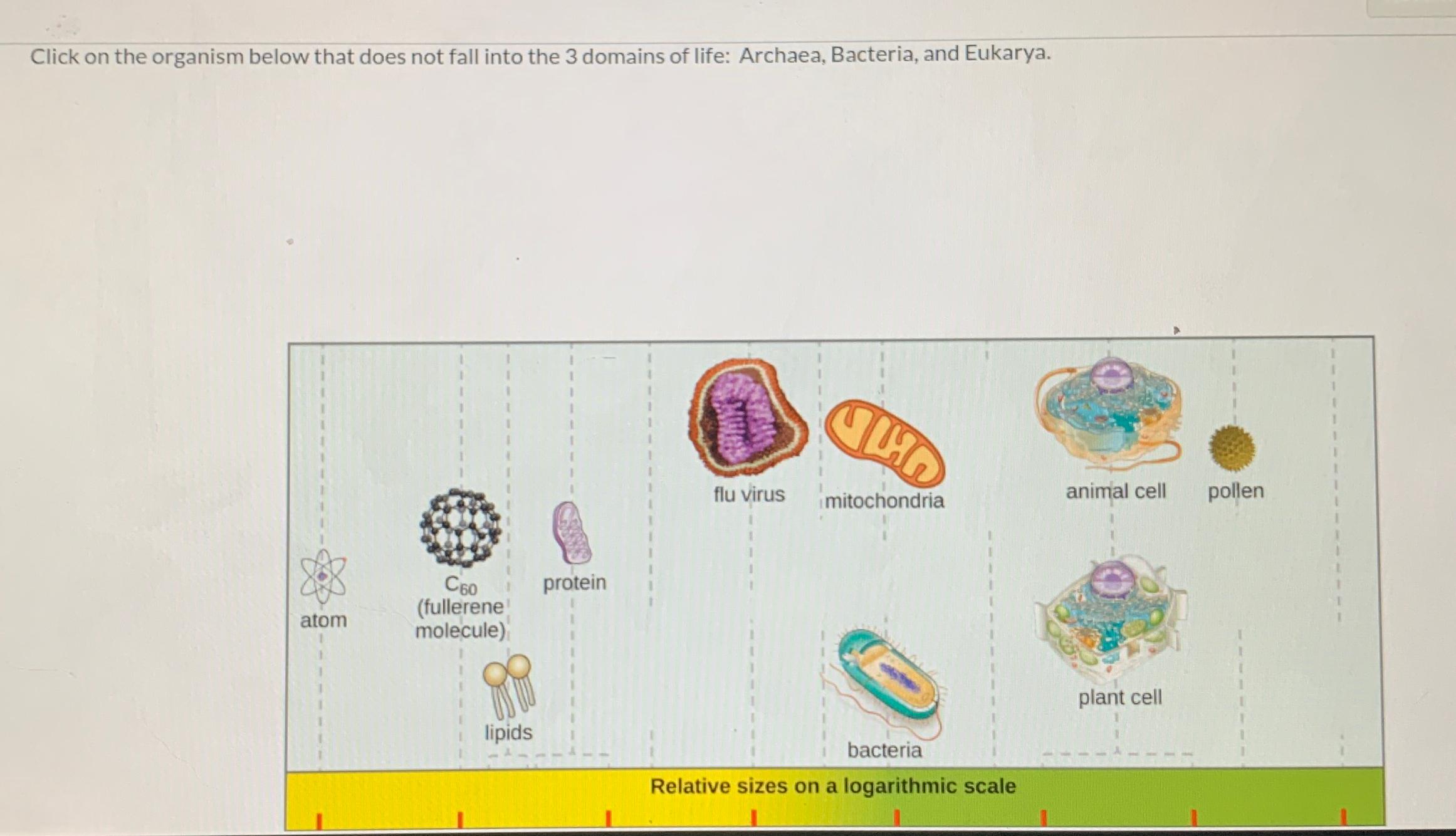 Solved Click on the organism below that does not fall into | Chegg.com