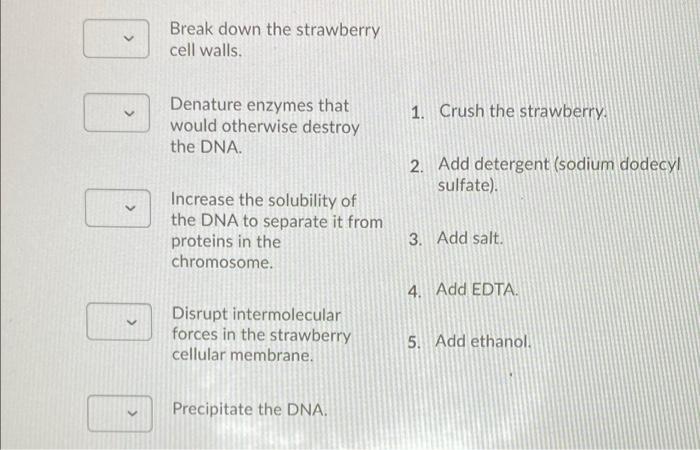Solved Break down the strawberry cell walls. 1. Crush the | Chegg.com