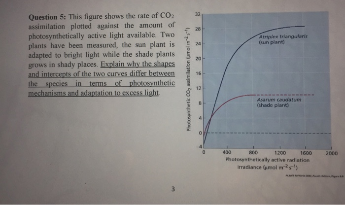 Solved Atriplex triangularis (sun plant) Question 5: This | Chegg.com