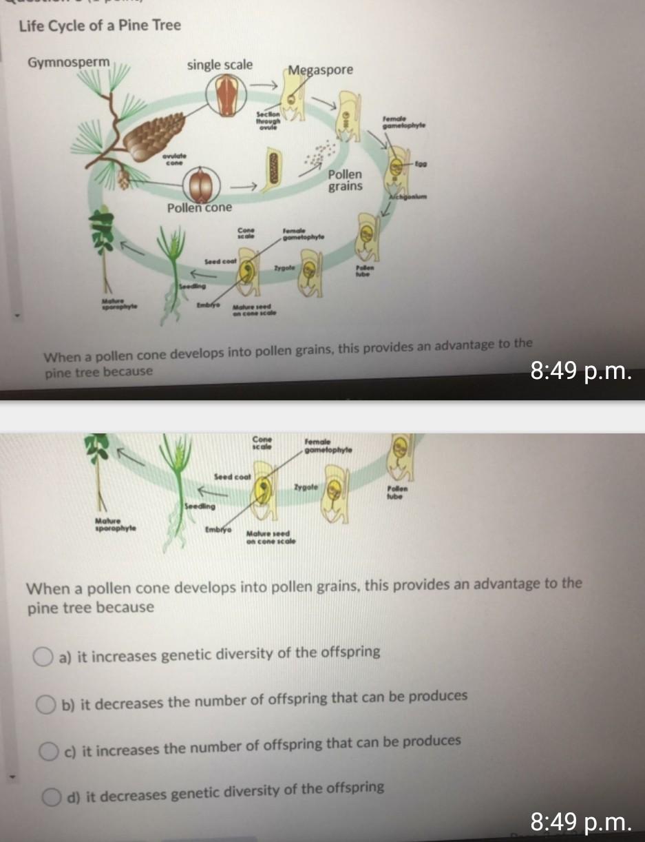 Solved Life Cycle of a Pine Tree Gymnosperm single scale | Chegg.com