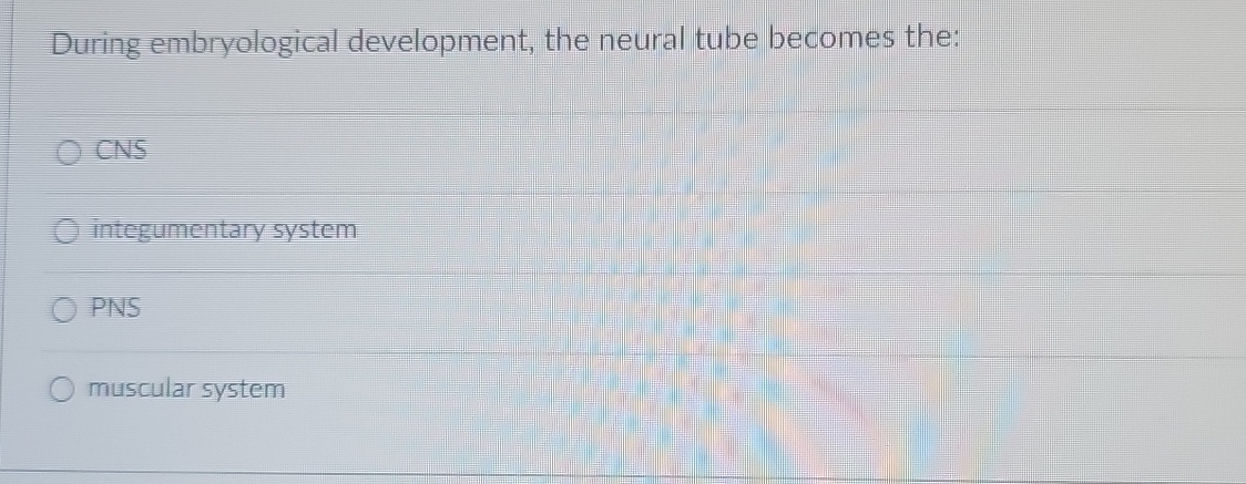 Solved During embryological development, the neural tube | Chegg.com