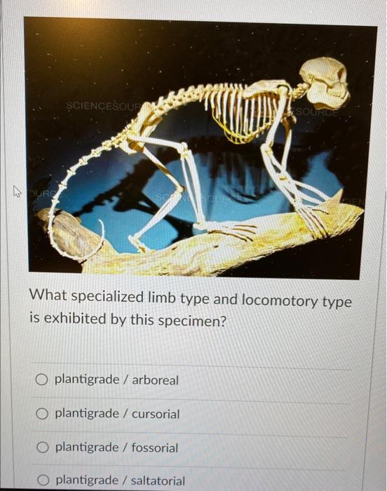 Solved What specialized limb type and locomotory type is | Chegg.com