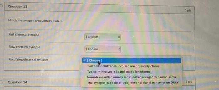 Solved Question 13 Match the synapse type with its feature. | Chegg.com