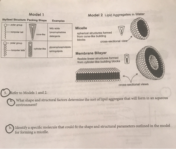 Solved Model 2 Lipid Aggregates in Water Model 1 Stylized | Chegg.com