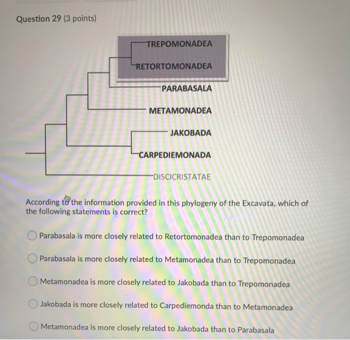 Solved Question 29 (3 points) TREPOMONADEA RETORTOMONADEA | Chegg.com