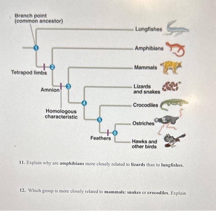 Solved Branch point 11. Explain why are amphibians more | Chegg.com