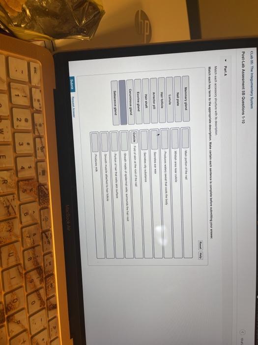 Solved (Lab 5: The Integumentary System Post-Lab Assesment | Chegg.com