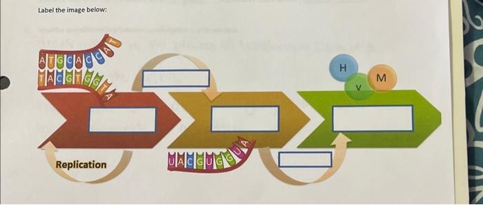 Solved Label the image below: | Chegg.com