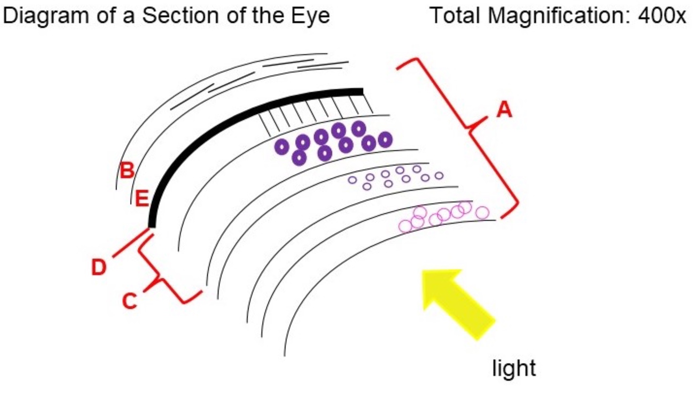 Solved label parts Diagram of a Section of the EyeTotal | Chegg.com
