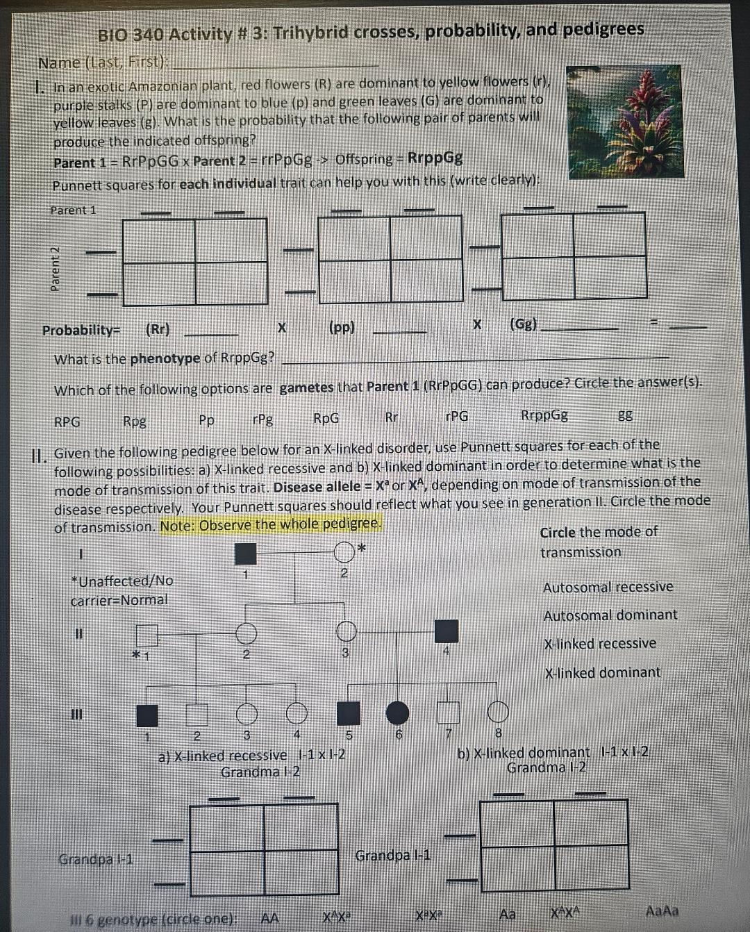Solved B10 340 ﻿Activity # 3: Trihybrid crosses, | Chegg.com