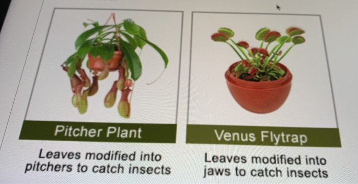 Solved Venus fly traps and pitcher plants (pictured below) | Chegg.com