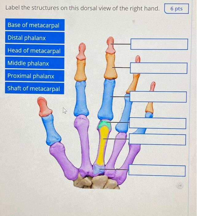 Solved Label the structures on this dorsal view of the right | Chegg.com