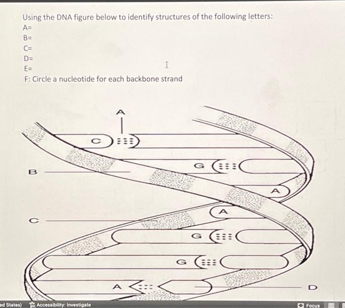 Solved Using the DNA figure below to identify structures of | Chegg.com