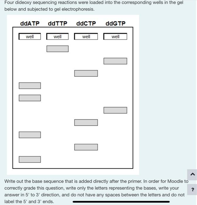 Four dideoxy sequencing reactions were loaded into | Chegg.com